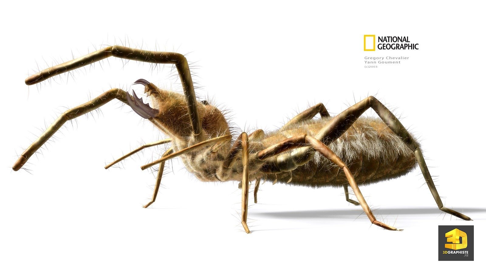 Windscorpion - Solifugae - Illustrateur Scientifique - 3DGRAPHISTE.FR